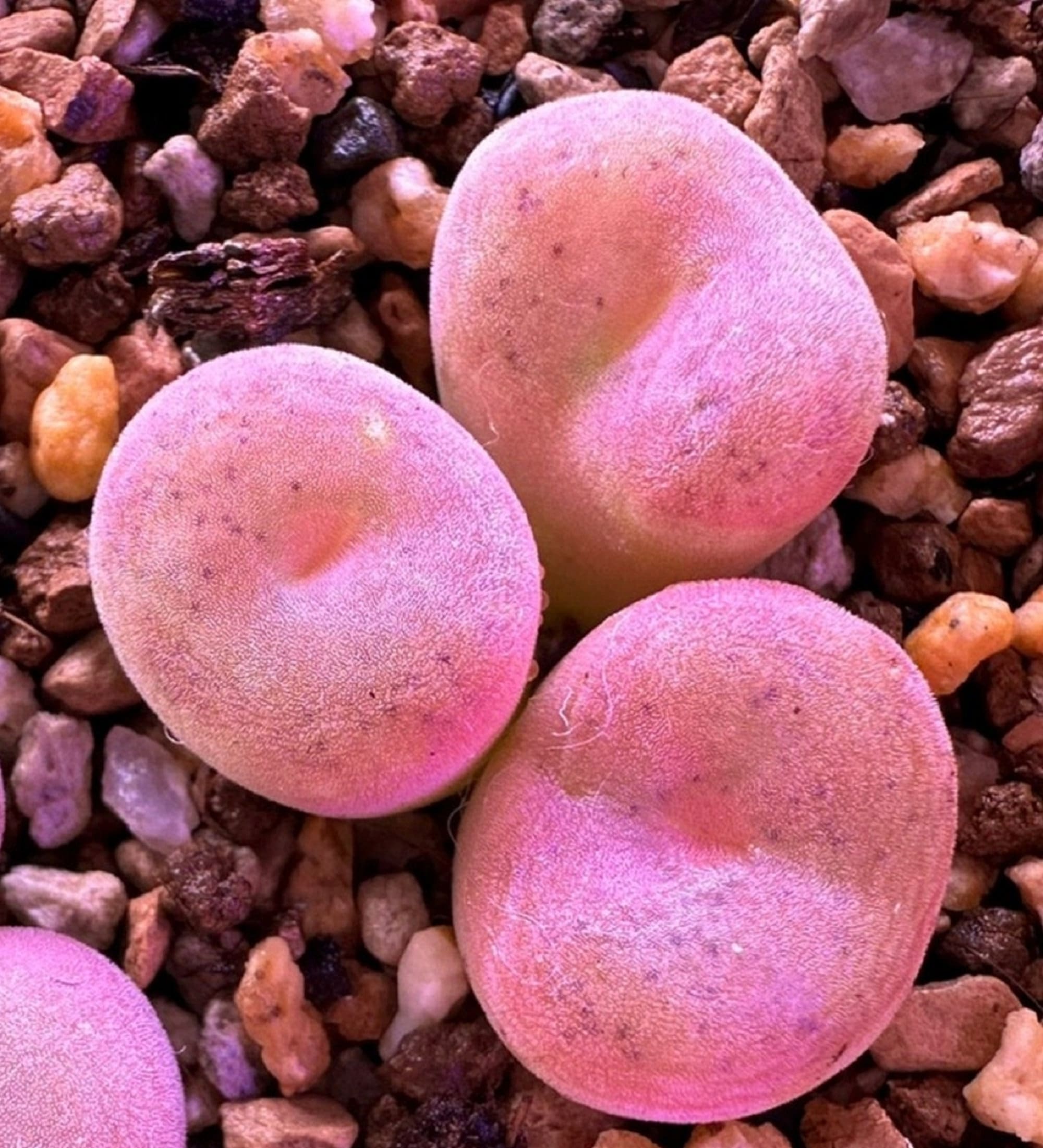 Conophytum Concavum Seeds, Hybrid Succulent Seeds, Rare Succulent Seeds ...