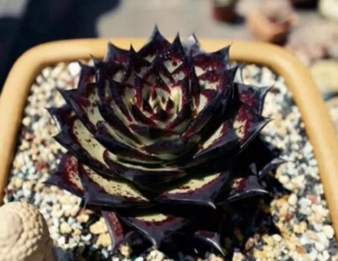 10x Echeveria Black Knight Seeds, Echeveria Agaoides Black Ebony Seeds ...