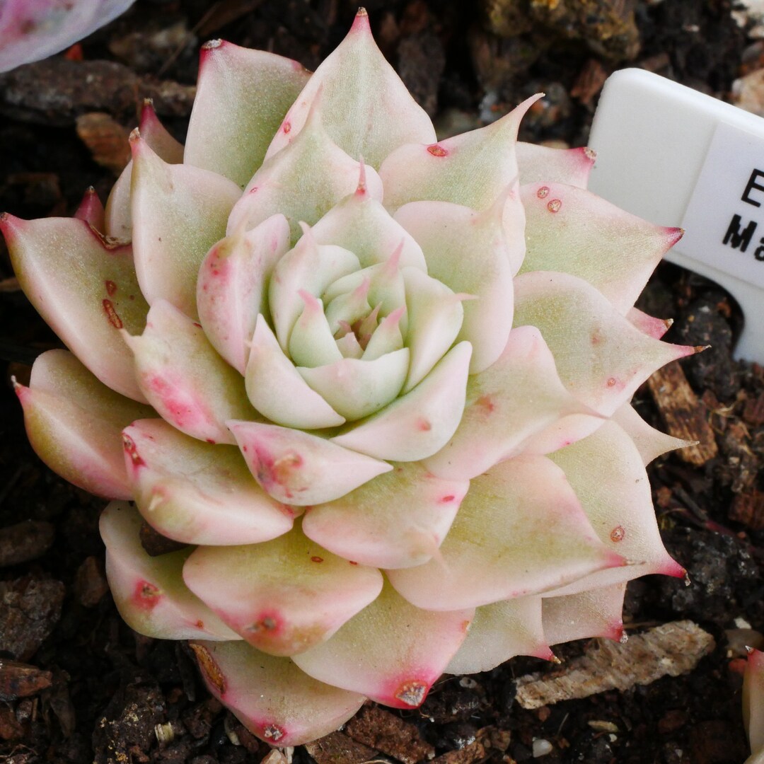 Echeveria Margret Variegated, 3 Cm Rooted Plant, Echeveria Halbingeri ...