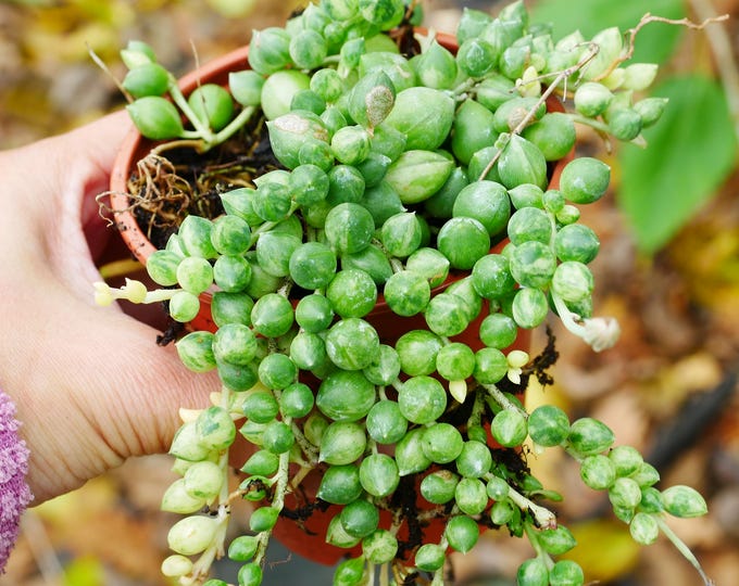 Crassothonna Capensis Aka String of Pickle, String of Ruby Necklace ...