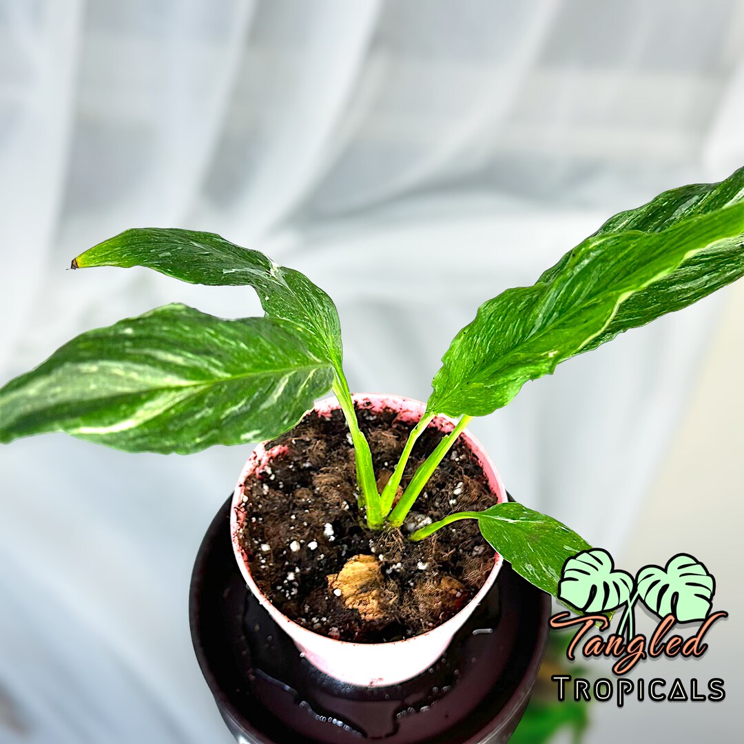 Variegated Peace Lily 4 - Etsy