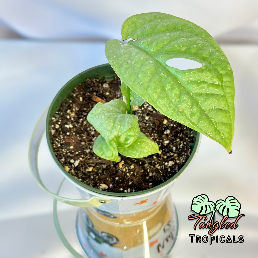 Spider-man Monstera in 4 Planter With Cachepot - Etsy