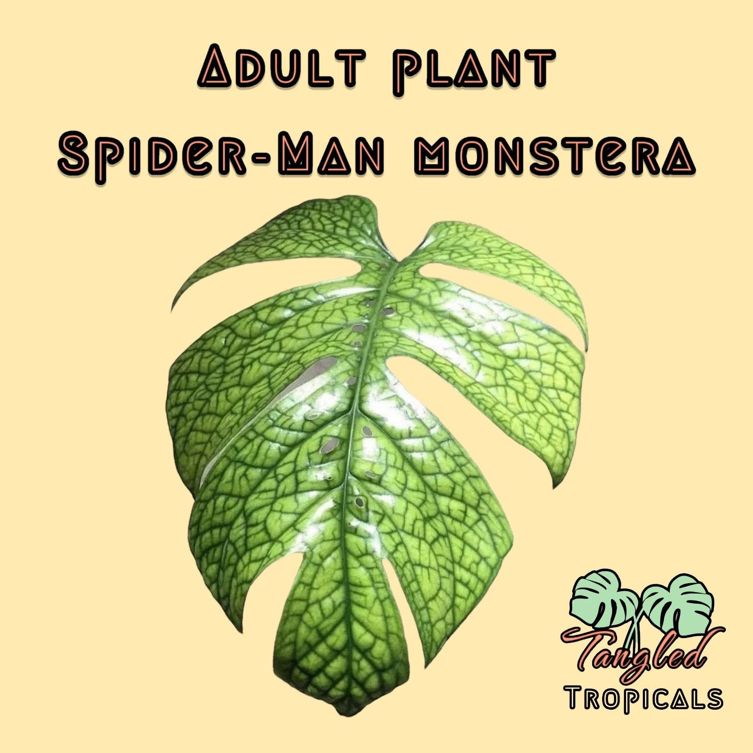 Spider-man Monstera in 4 Planter With Cachepot - Etsy