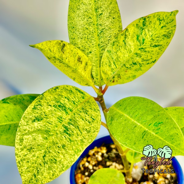 Ficus Moonshine - Etsy