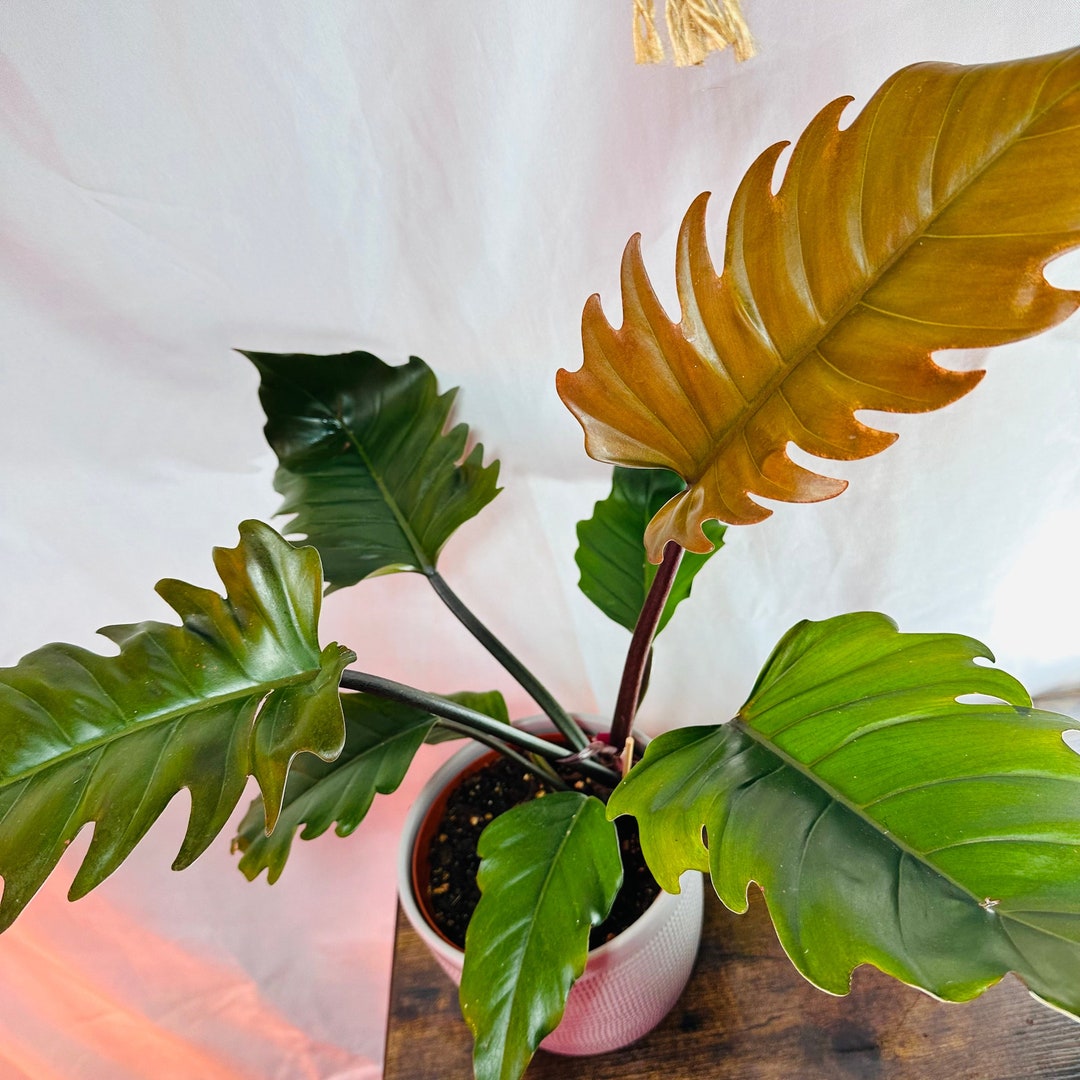 Philodendron Choco Empress 6 Inch - Etsy