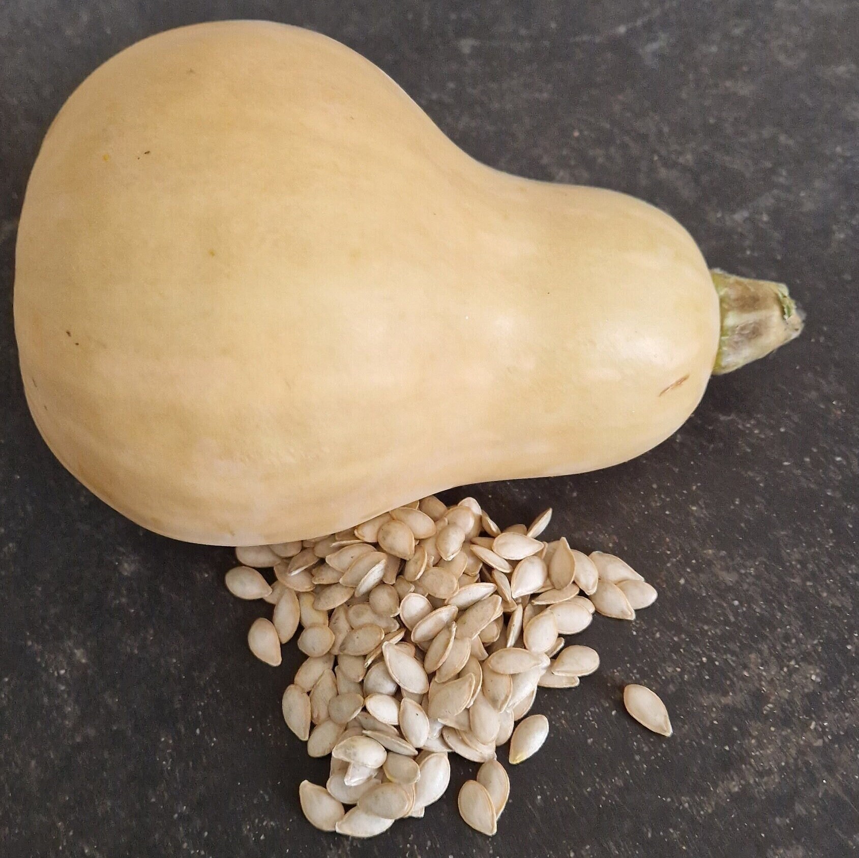 Butternut pompoen, Flespompoen, Zaadjes, Bio, Pompoen - Etsy Nederland