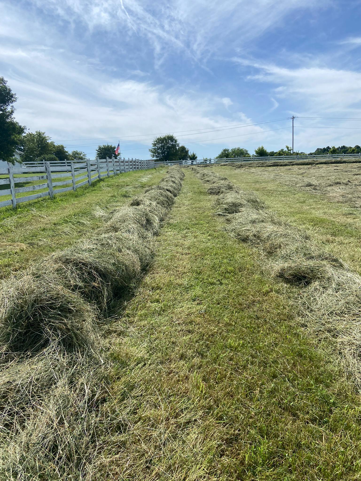 Orchard Grass Hay Mix Rabbit Hay Small Animal Hay Small Animal Food - Etsy