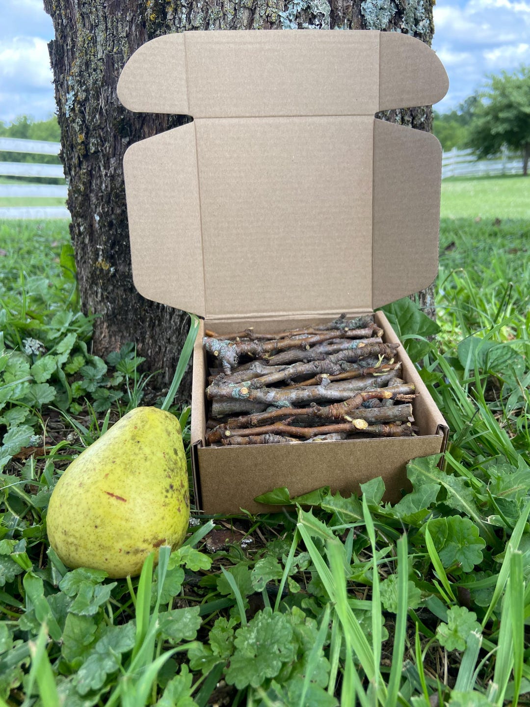 Pear Sticks or Apple Sticks Chewing Sticks Treats for Small Pets ...