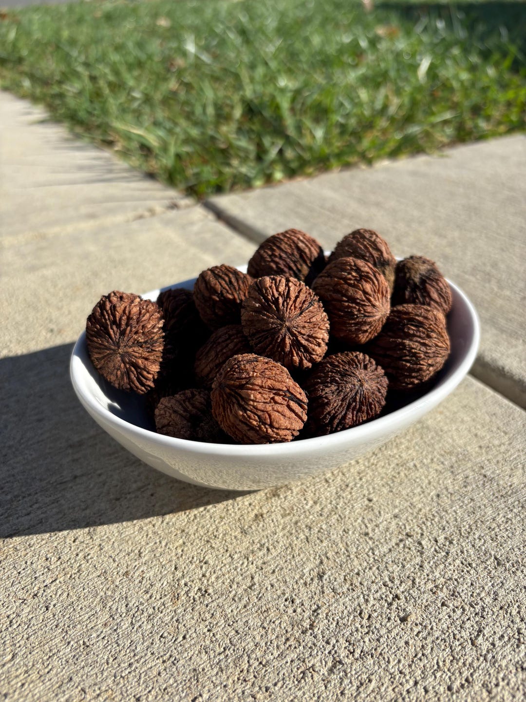 Organic Black Walnuts in Shell - 2025 Harvest - Etsy