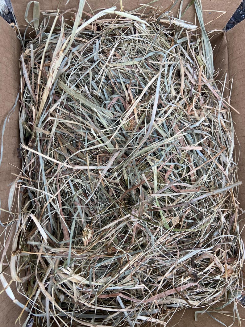 Orchard Grass Hay Mix Rabbit Hay Small Animal Hay Small Animal Food - Etsy