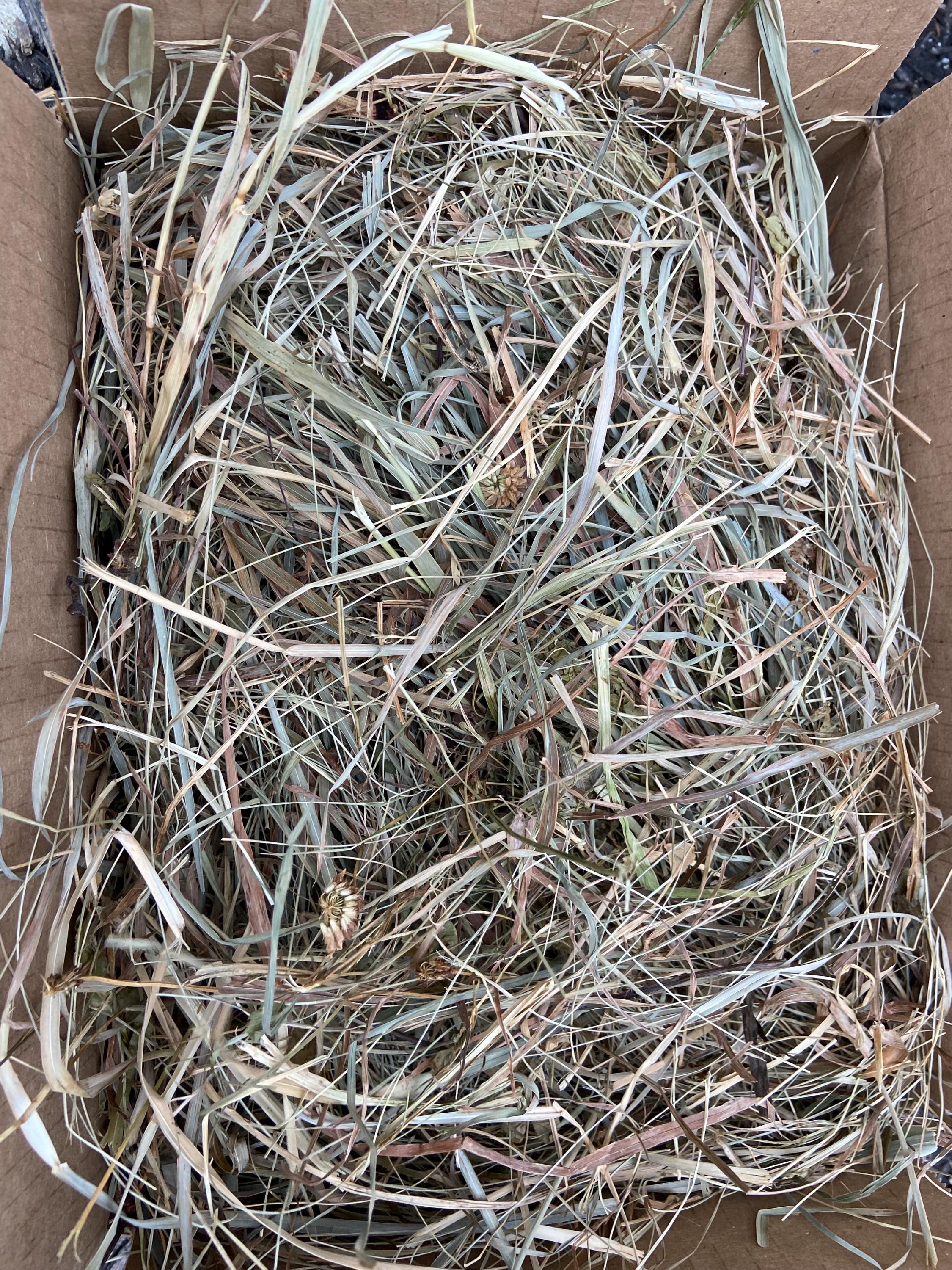 Orchard Grass Hay Mix Rabbit Hay Small Animal Hay Small Animal Food - Etsy