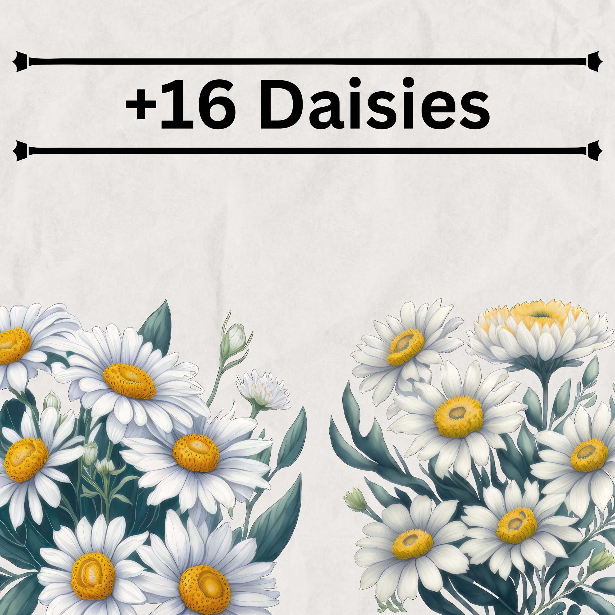 Daisy Collection 1 Daisy Clipart Daisy Flower Clipart Daisy - Etsy