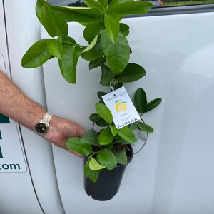 Ponderosa Lemon Tree - Etsy