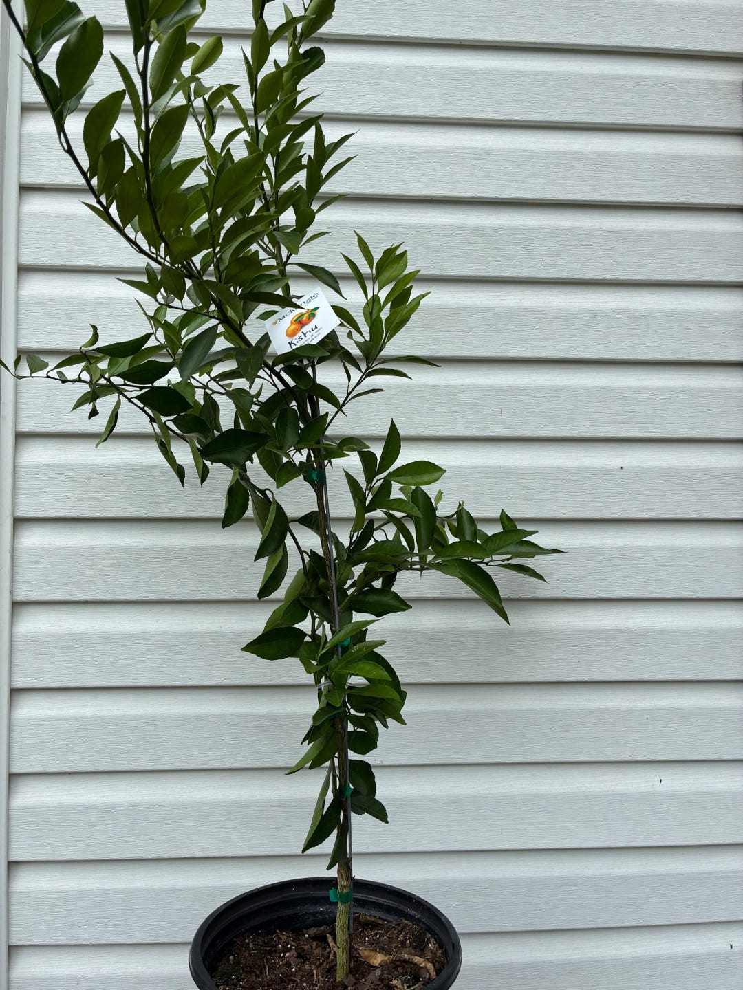 3 Gal. Kishu Mandarin Orange Tree - Etsy