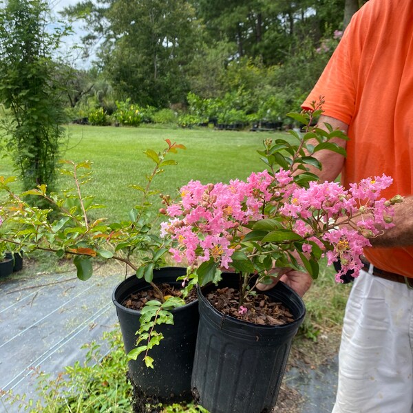 Dwarf Crape Myrtle - Etsy