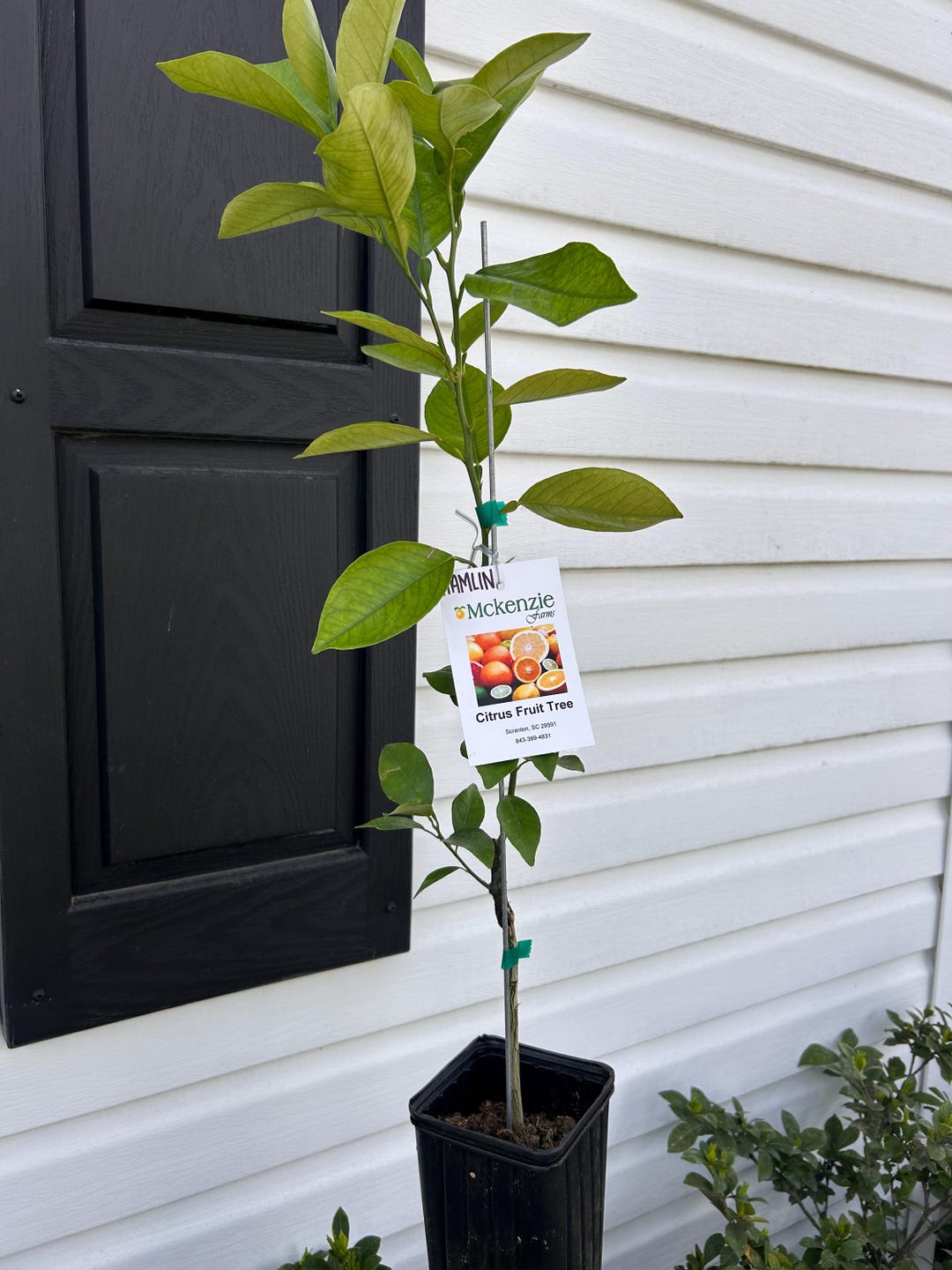 One Gallon Hamlin Orange - Etsy