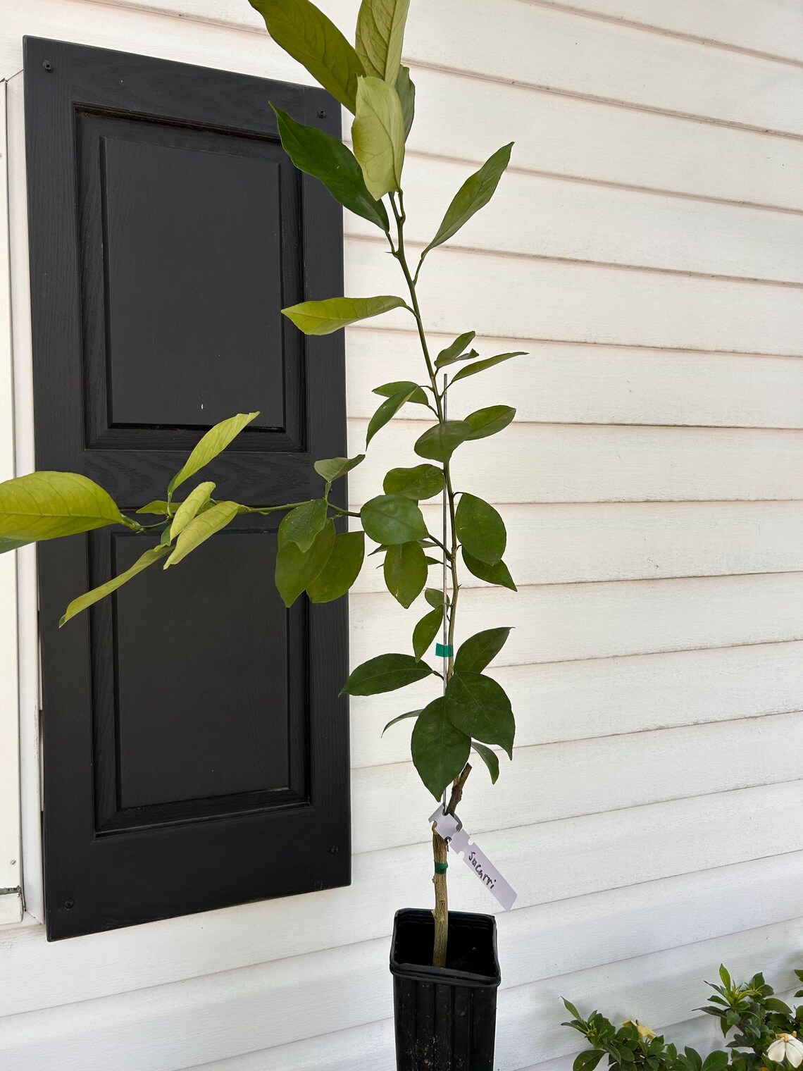 One Gallon Succari Sweet Egyptian Orange Tree - Etsy
