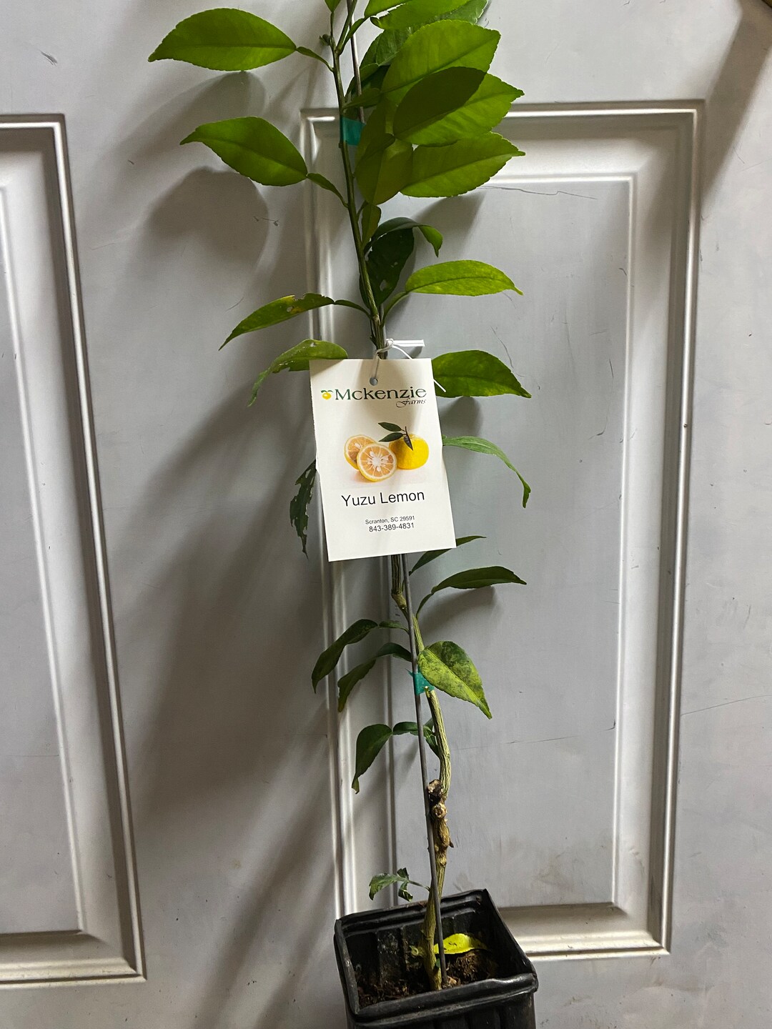 Yuzu Lemon Tree - Etsy