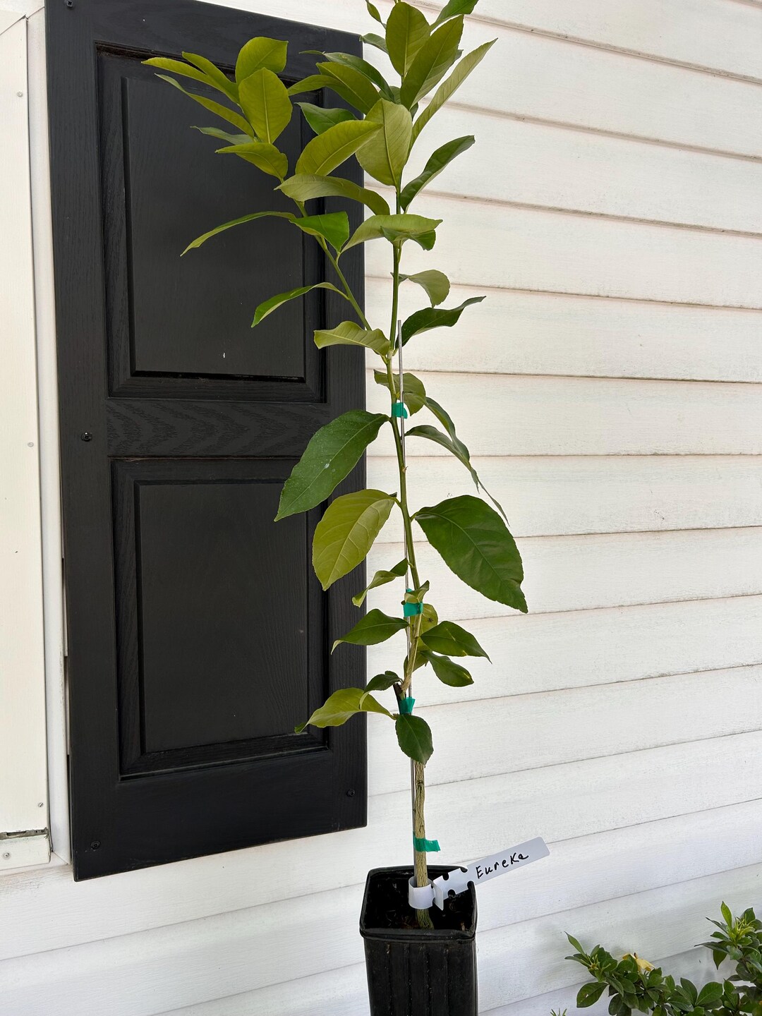 One Gallon Eureka Lemon Tree - Etsy