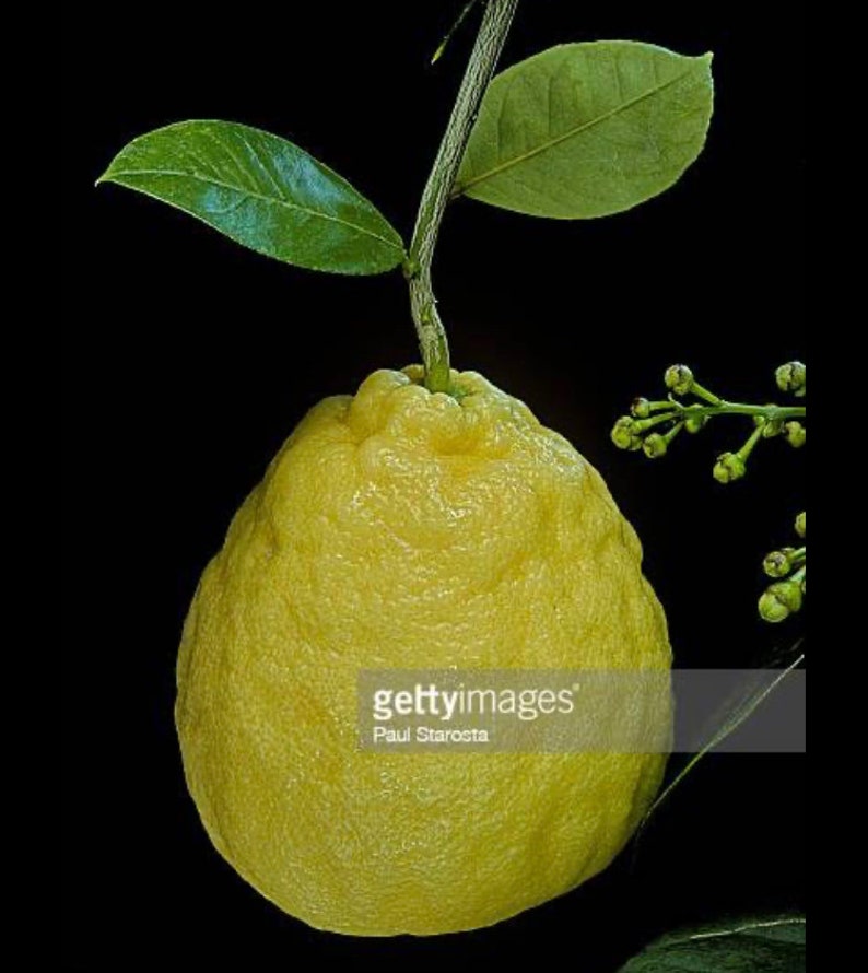 Ponderosa Lemon Tree - Etsy