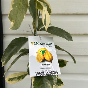 Variegated Pink Lemon Tree - Etsy