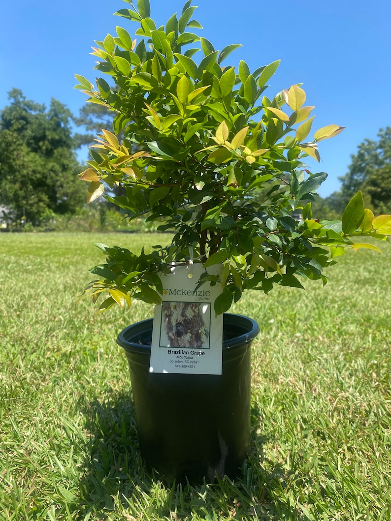 Brazilian Grape Tree (jaboticaba) - Etsy