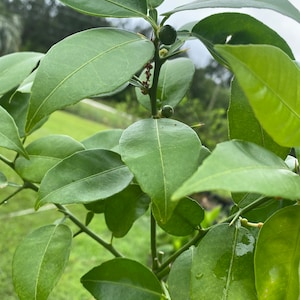 Sudachi Lemon Tree - Etsy