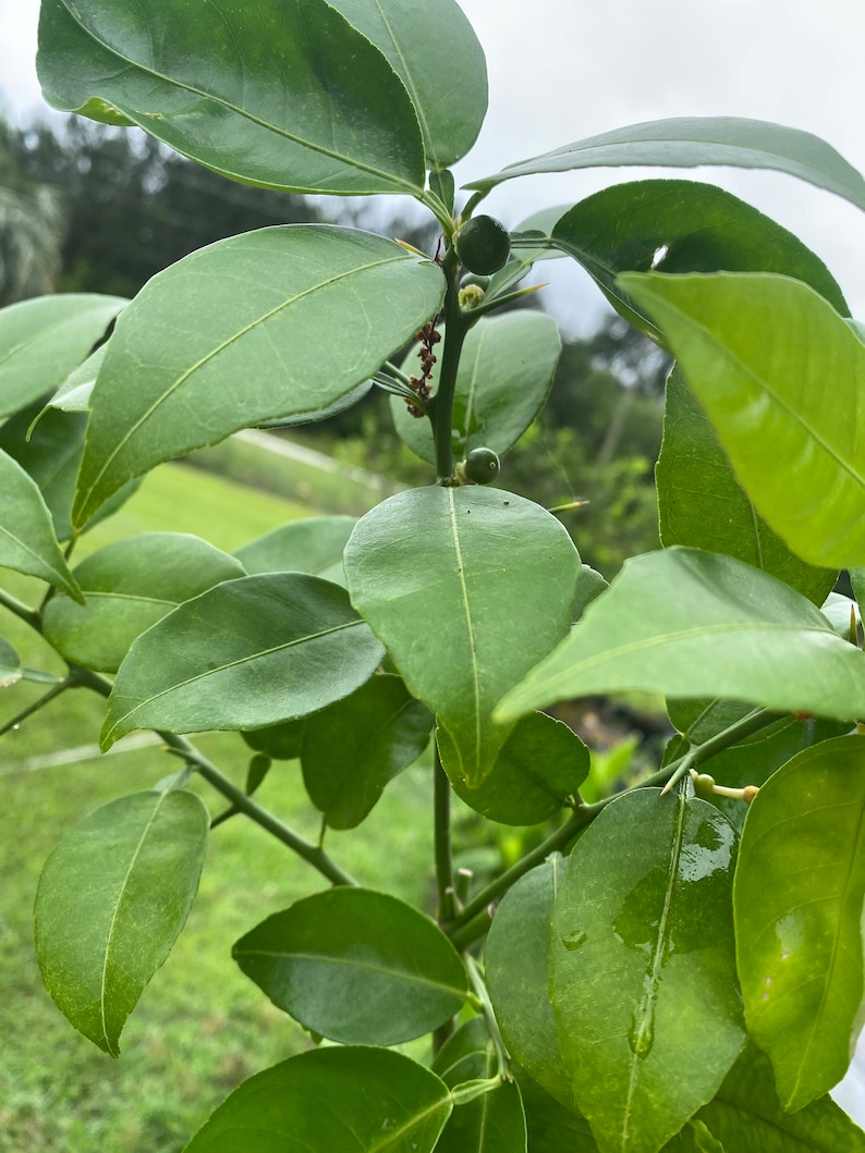 Sudachi Lemon Tree - Etsy