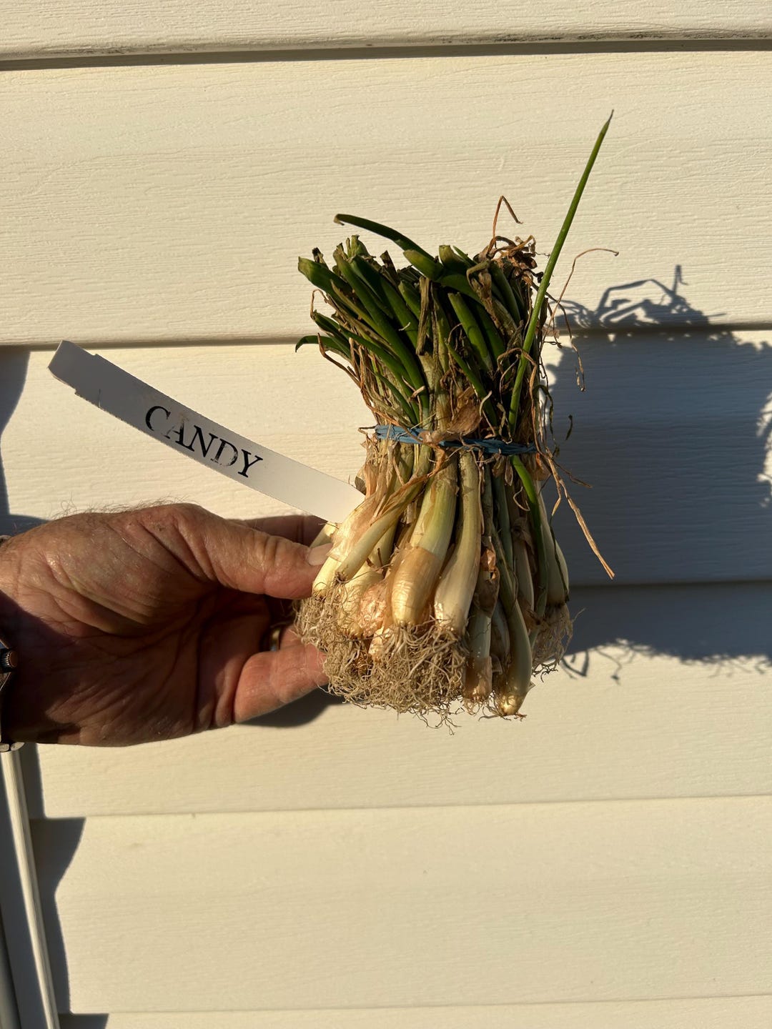 Spring Onion Plants - Etsy