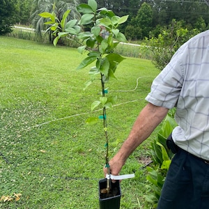 Sudachi Lemon Tree - Etsy