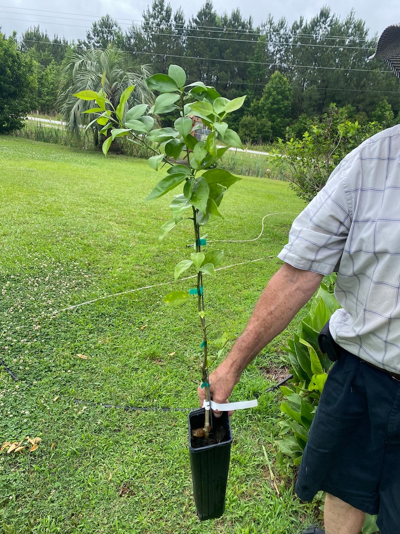 Sudachi Lemon Tree - Etsy
