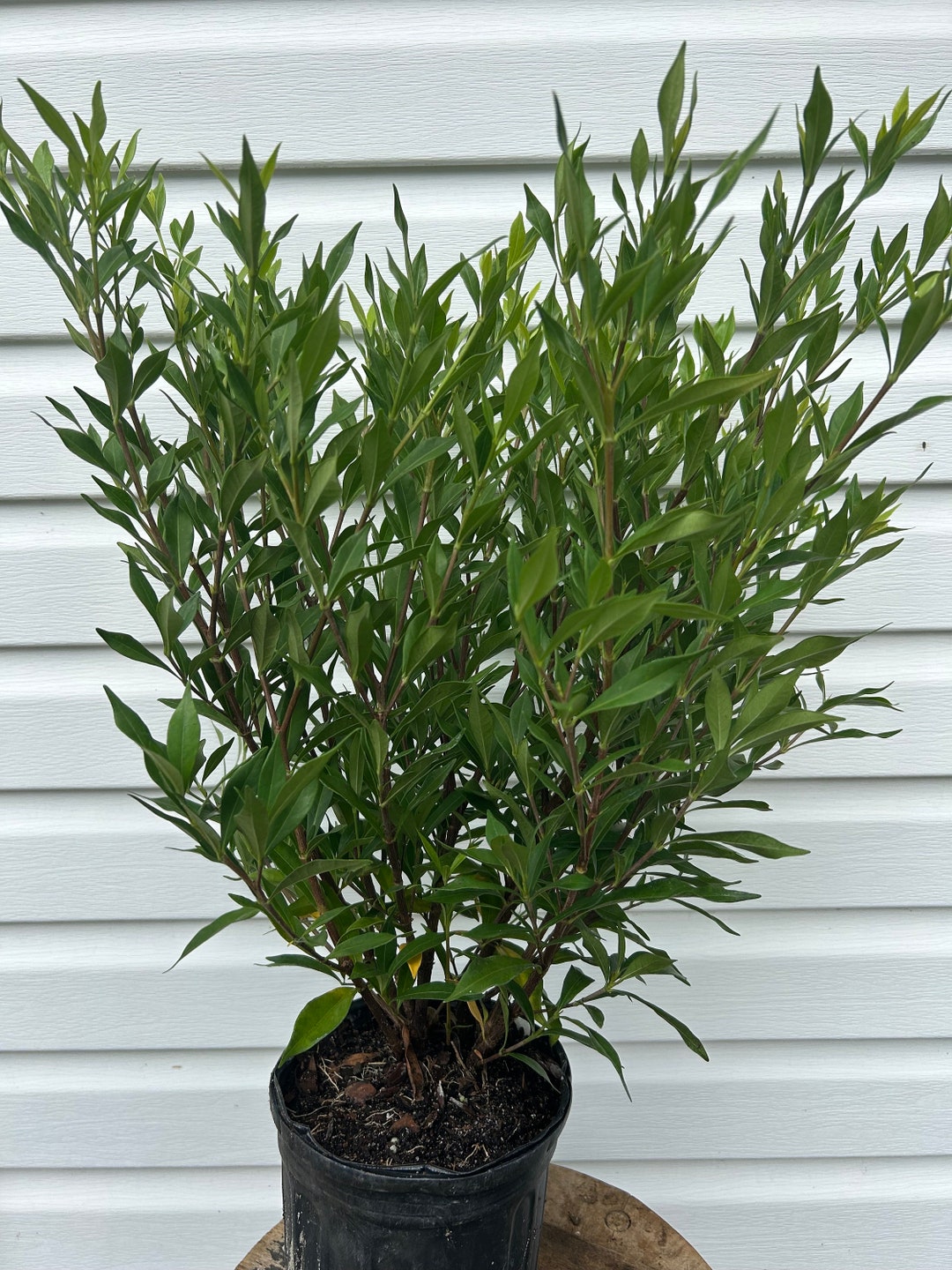 Frostproof Gardenia - Etsy