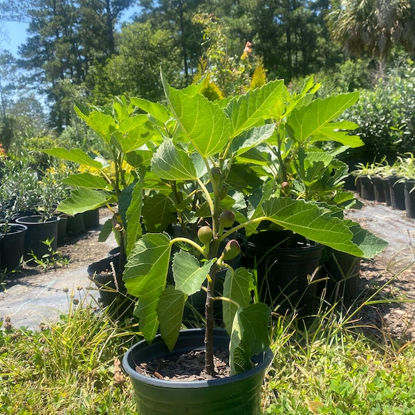 Texas Blue Giant Fig - Etsy