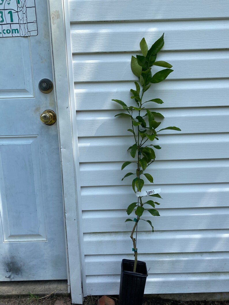 Sumo Orange (shiranui) ( Dekopon) - Etsy