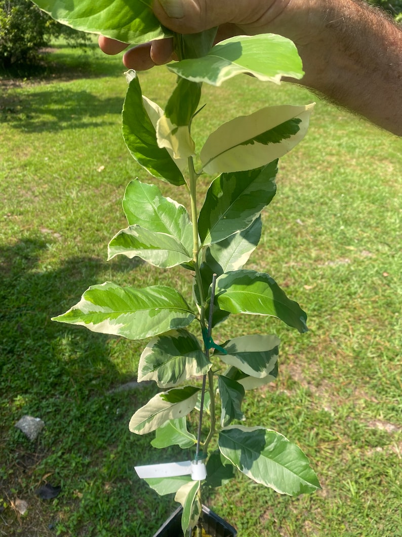 Variegated Pink Lemon Tree - Etsy