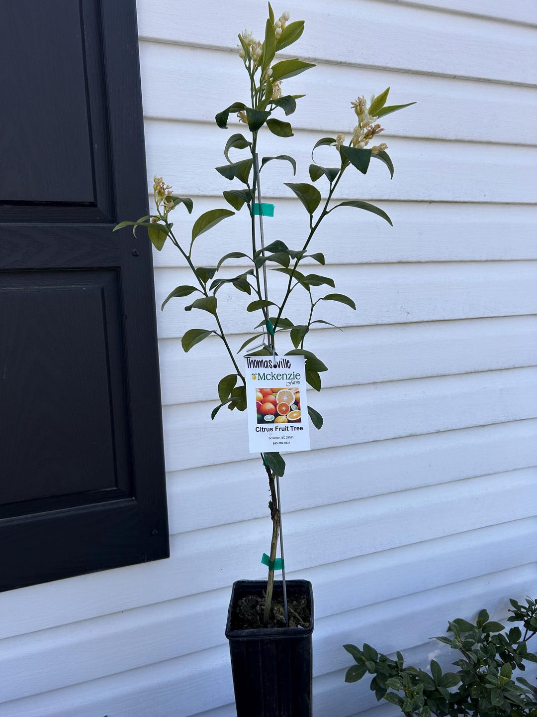 One Gallon Thomasville Citrangequat - Etsy