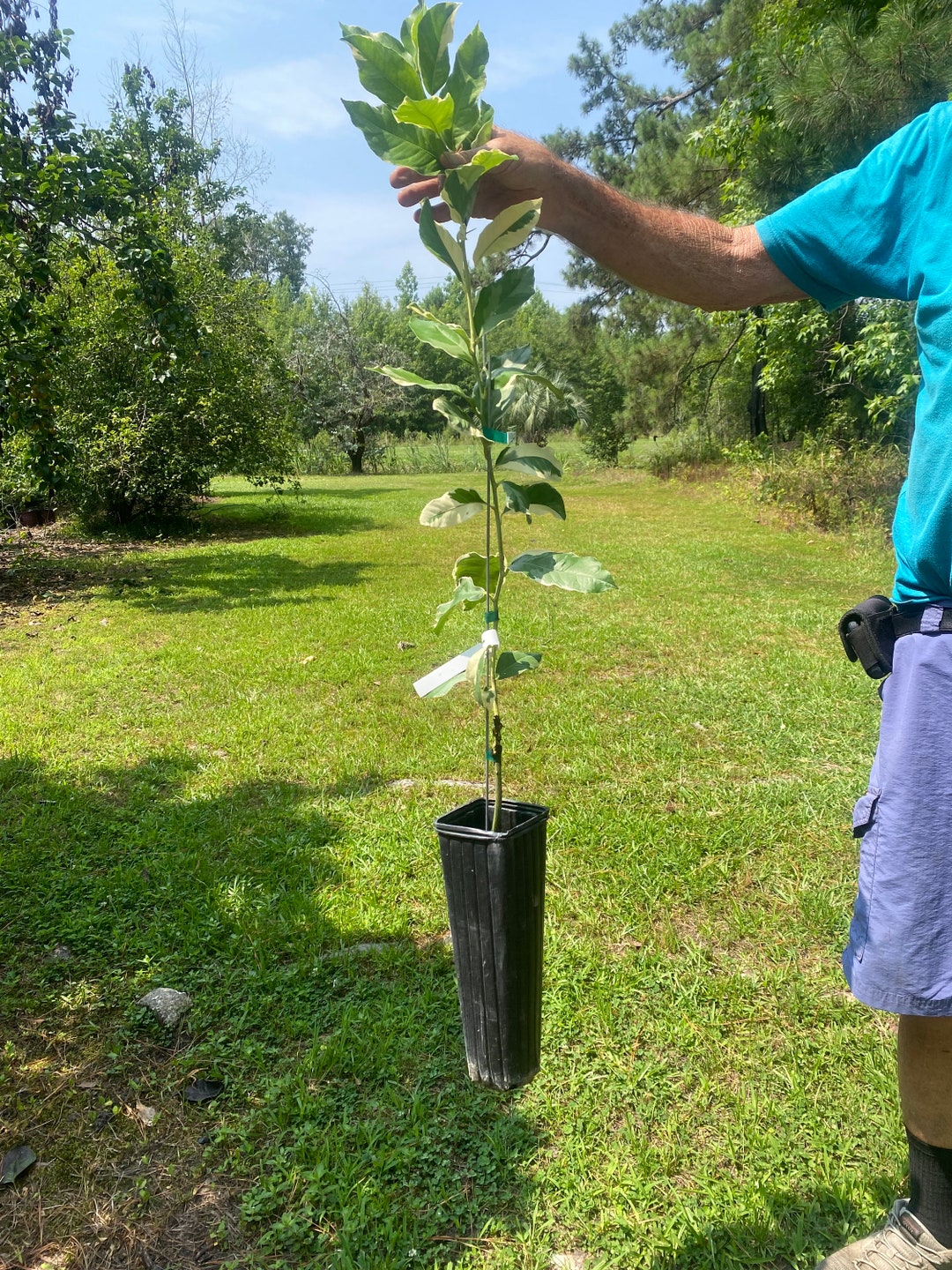 Variegated Pink Lemon Tree - Etsy
