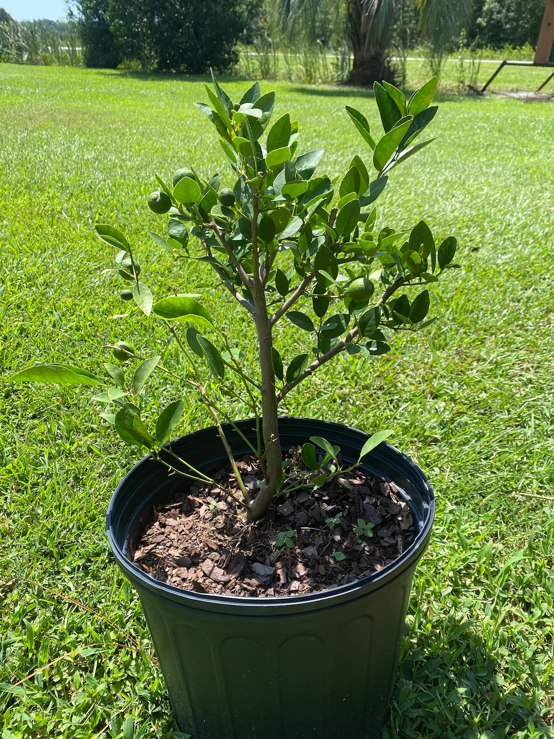 Dwarf Key Lime Tree - Etsy