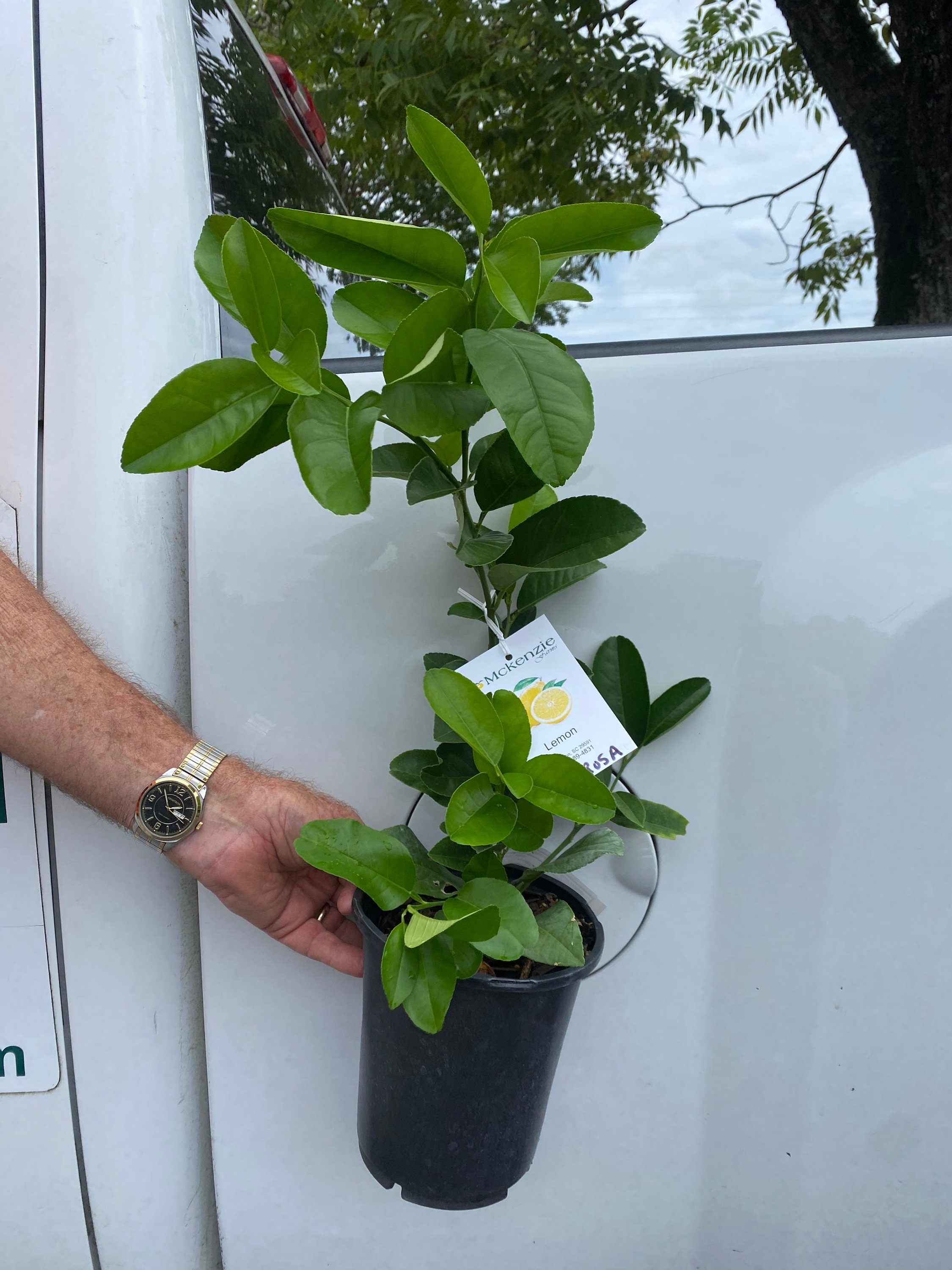 Ponderosa Lemon Tree - Etsy