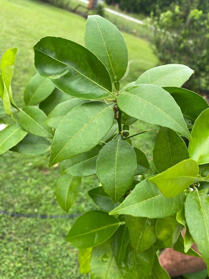 Sudachi Lemon Tree - Etsy