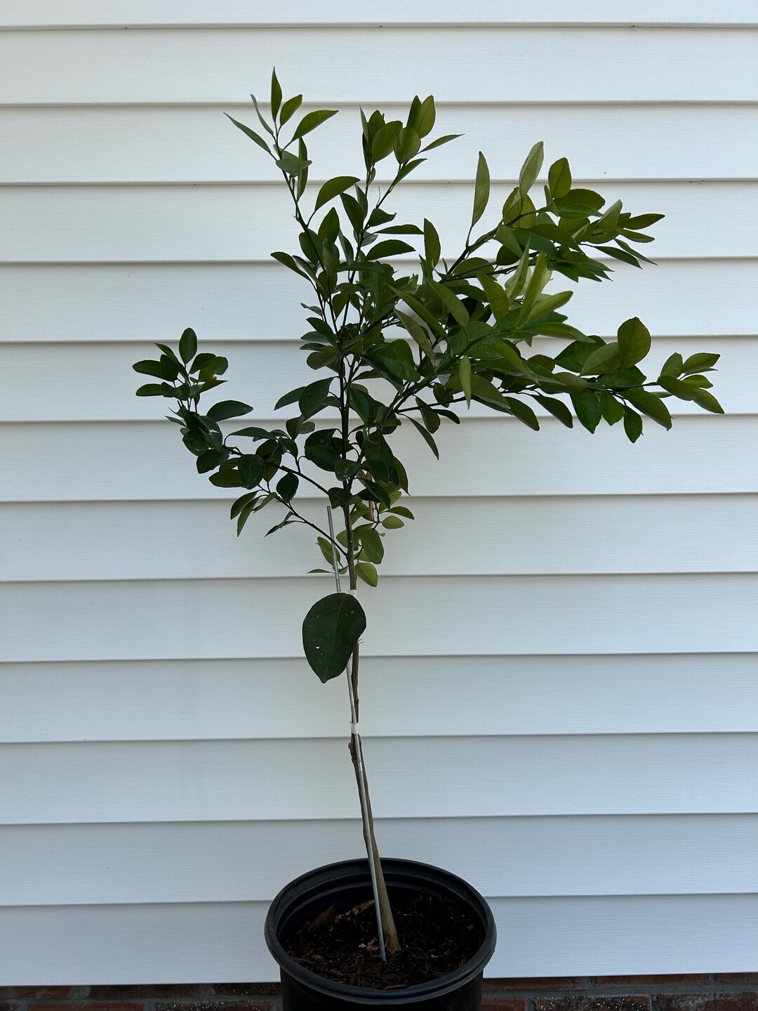 3 Gallon Owari Satsuma Tree - Etsy