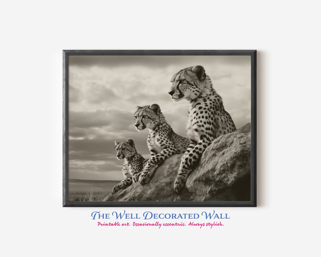 CHEETAH & TWO CUBS - Black and White Print - Closeup of Cheetahs With ...