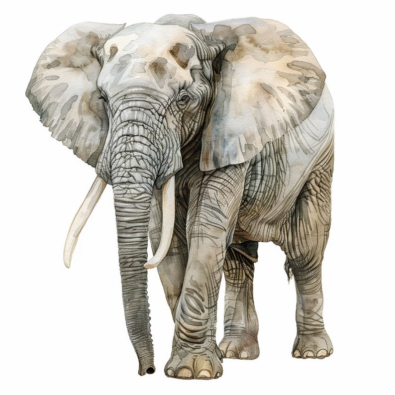 Watercolor Elephant Bundle - 4 High Quality .pngs - Transparent ...