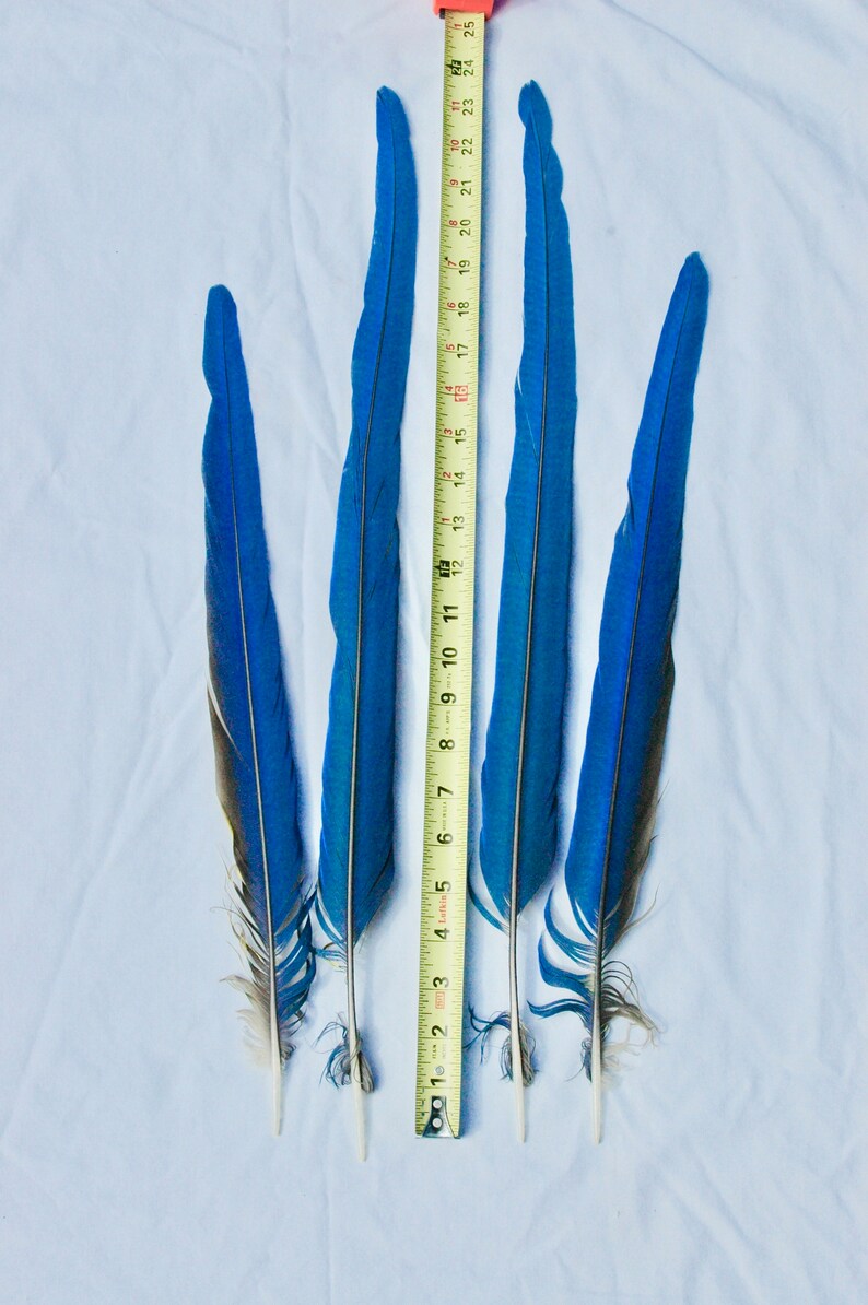 4 Macaw Tail Feathers From Blue & Gold Macaws - Etsy