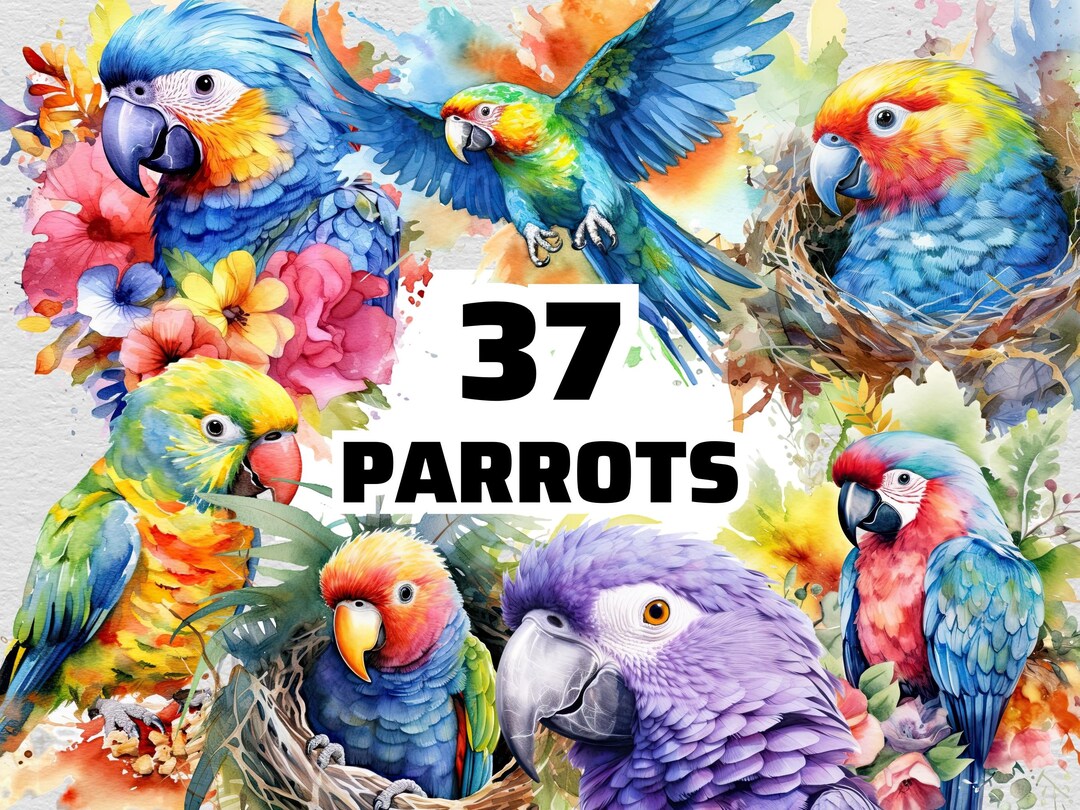 Parrot Clipart, Parrot PNG, Watercolor Parrots Clipart, Watercolor Bird ...