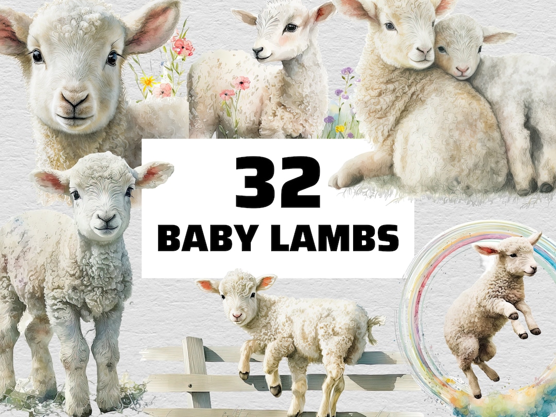 Baby Lamb PNG Baby Lamb Art Watercolor Baby Lamb Cute Lamb PNG Baby Lamb Clipart Lamb Clipart ...
