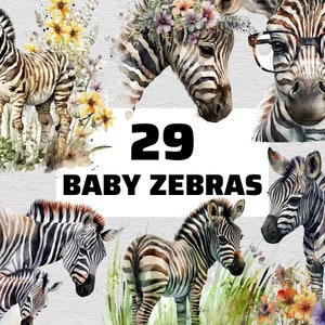 Baby Zebra Clipart Baby Zebra PNG Watercolor Baby Zebra Clipart Baby ...