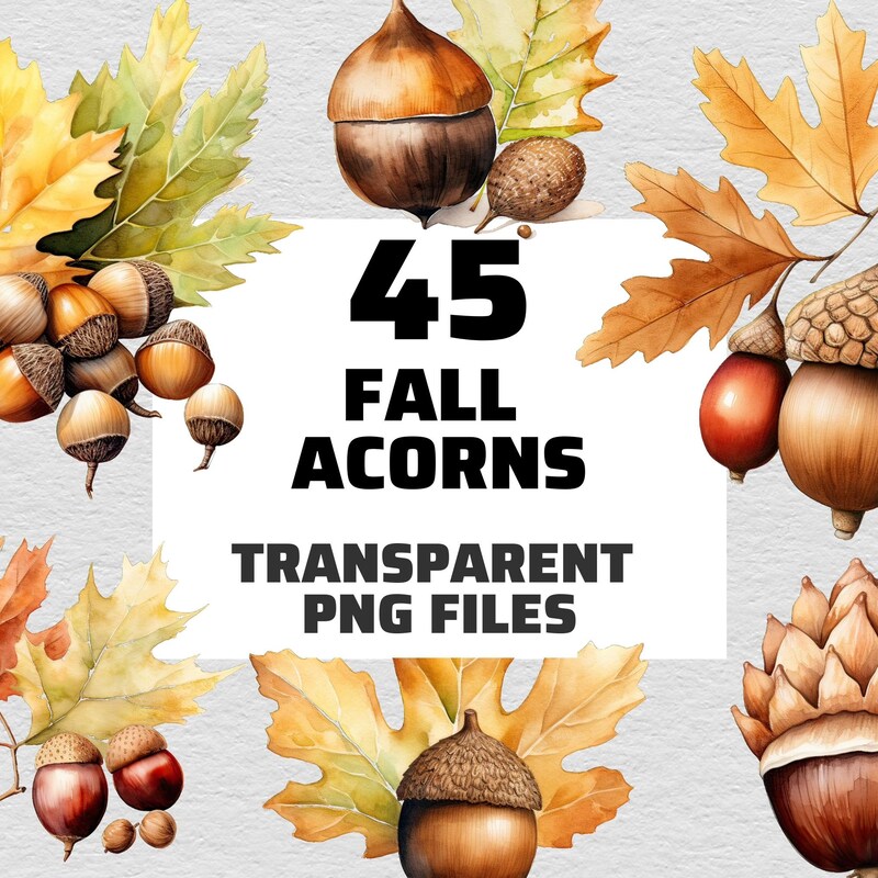 Acorn Clipart - Etsy
