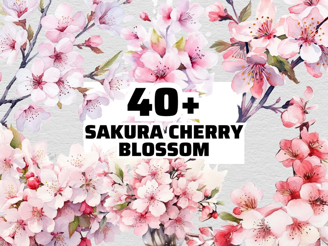 Cherry Blossom Clipart, Sakura Blossom PNG, Watercolor Cherry Blossom ...