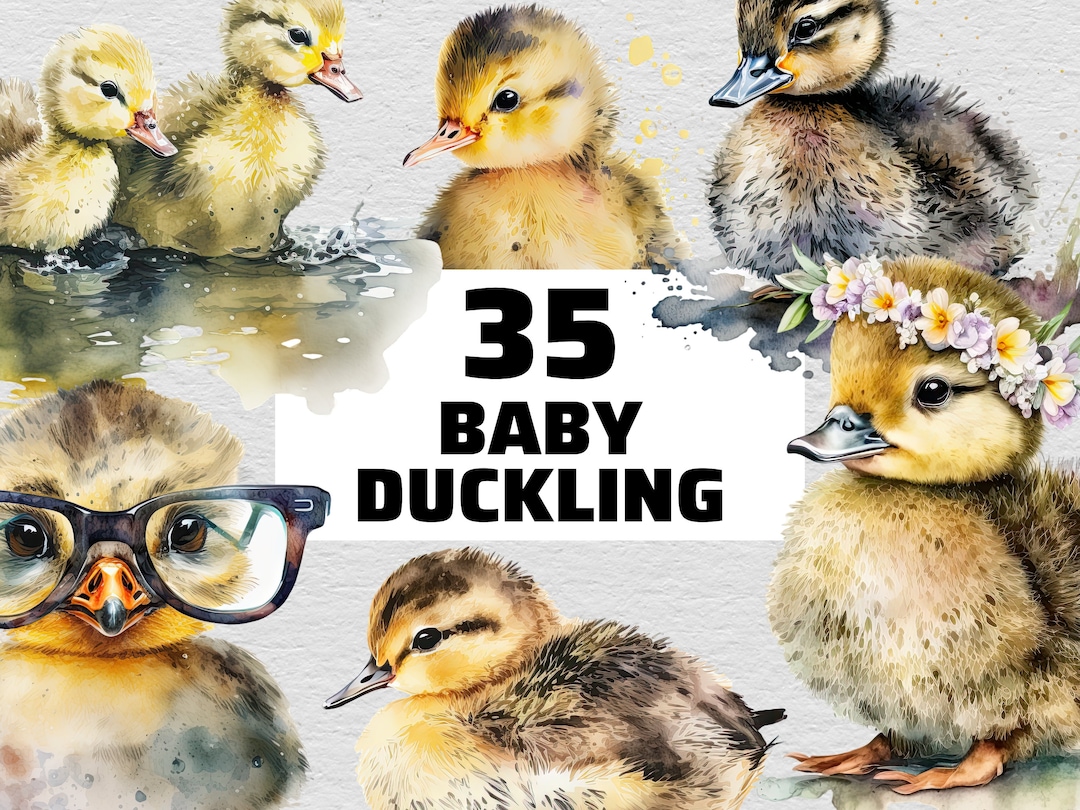 Baby Duck Clipart Duckling Clipart Duck Clipart Ducks Duckling PNG Baby Duck Art Duck PNG ...